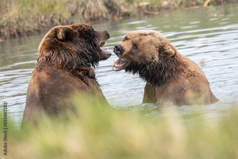 Brown bear boar and sow (Ursus arctos), Alaska Wildlife Conservation ...