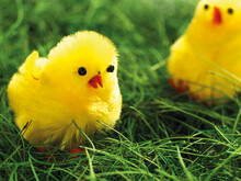 Spring Easter Chick Free Stock Photo - Public Domain Pictures