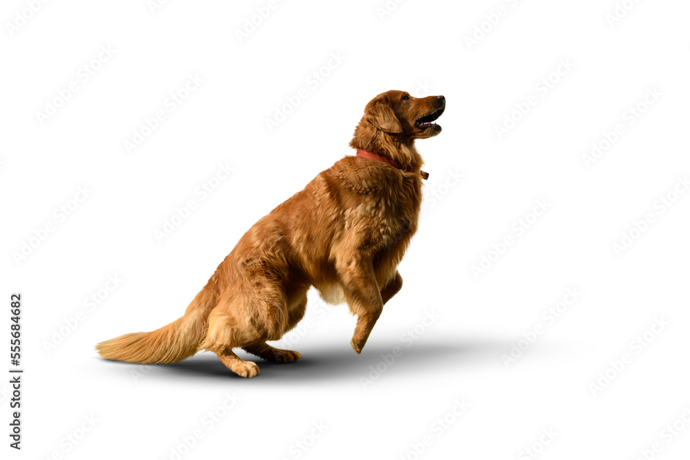 Golden retriever dog on a Transparent background with shadow. Stock ...