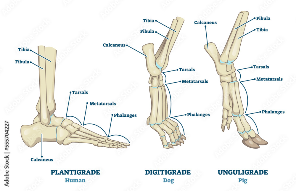Plantigrade, Digitigrade and Unguligrade comparison vector illustration ...