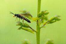 Spring Creatures Of Spring Free Stock Photo - Public Domain Pictures