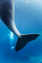 Beluga Whale Tail Free Stock Photo - Public Domain Pictures