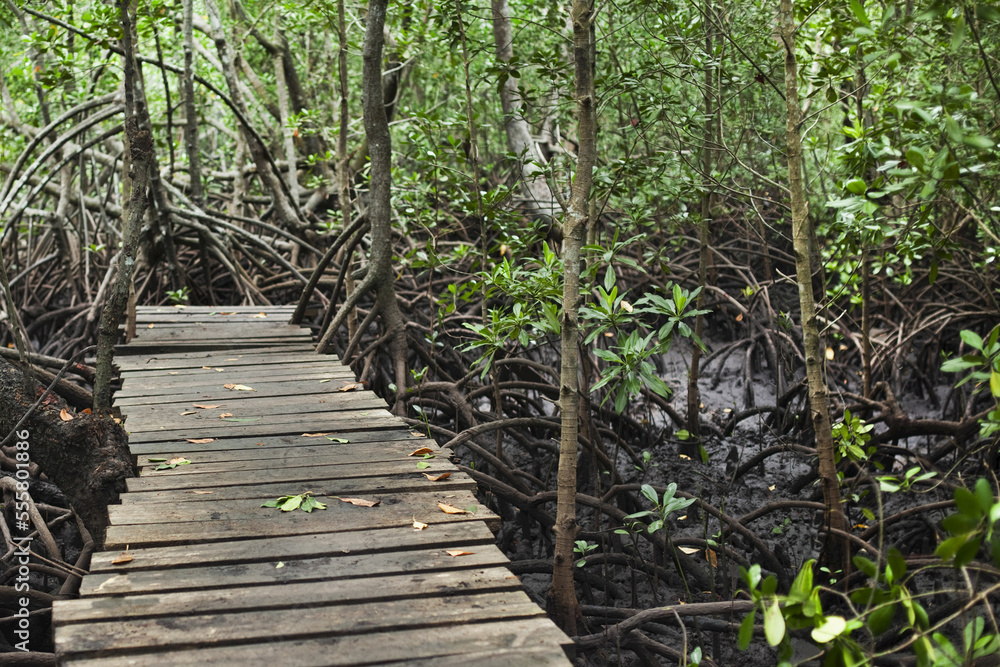 Forest Walk, Mangrove Swamp, Zanzibar, Tanzania Stock Photo | Adobe Stock
