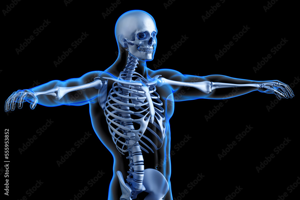 Human skeleton torso. Anatomical illustration. 3D Rendering Stock ...