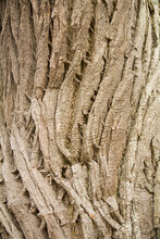 Marula Tree Bark With Grey Color Free Stock Photo - Public Domain Pictures