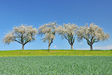 Landscape Blossoming Trees Paintings Free Stock Photo - Public Domain ...