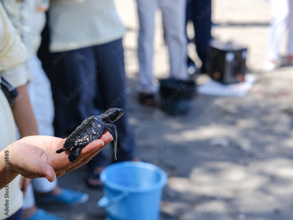 Foto de Stock Releasing hatchlings on the beach as a turtle ...