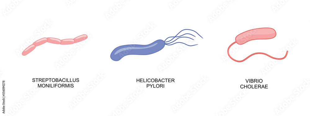Set of bacteria icon. Streptobacillus moniliformis, Helicobacter pylori ...