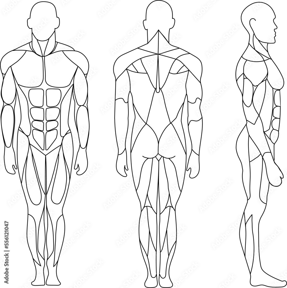 Human body, muscular system, human anatomy, front view, back view, side ...
