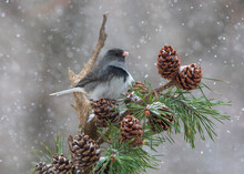 Bird On Frosted Pine Free Stock Photo - Public Domain Pictures