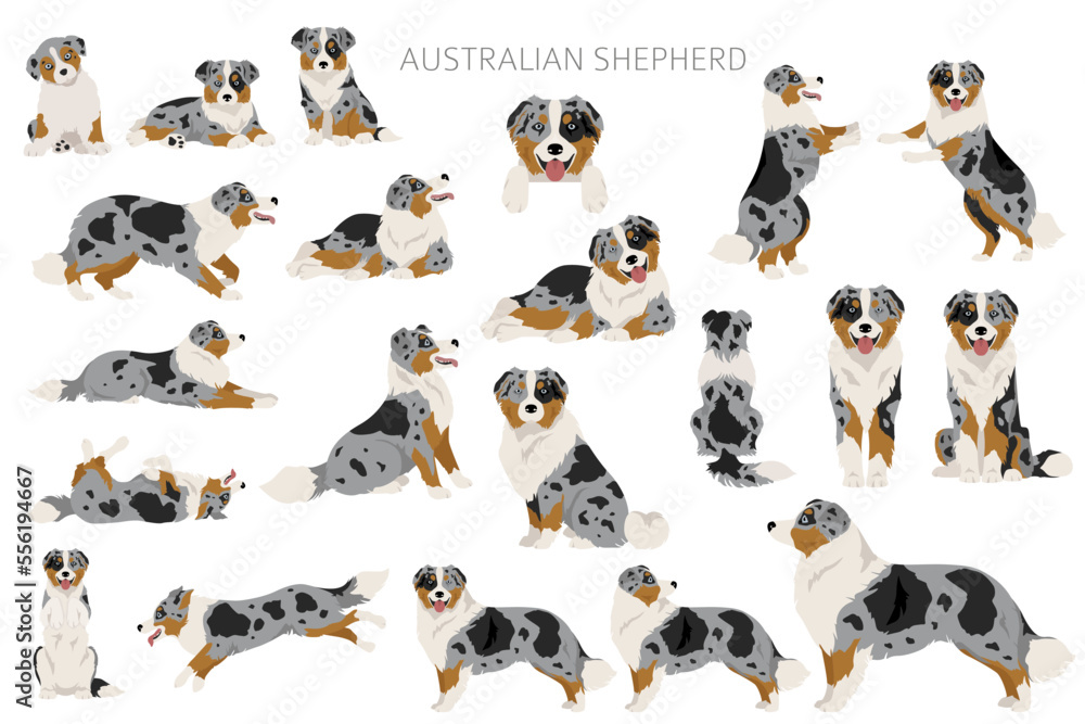 Australian shepherd clipart. Coat colors Aussie set. All dog breeds ...