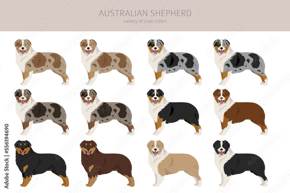 Australian shepherd clipart. Coat colors Aussie set. All dog breeds ...