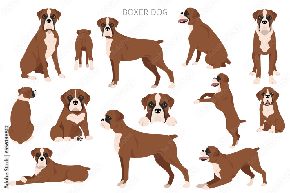 Boxer dog clipart. All coat colors set. Different position. All dog ...