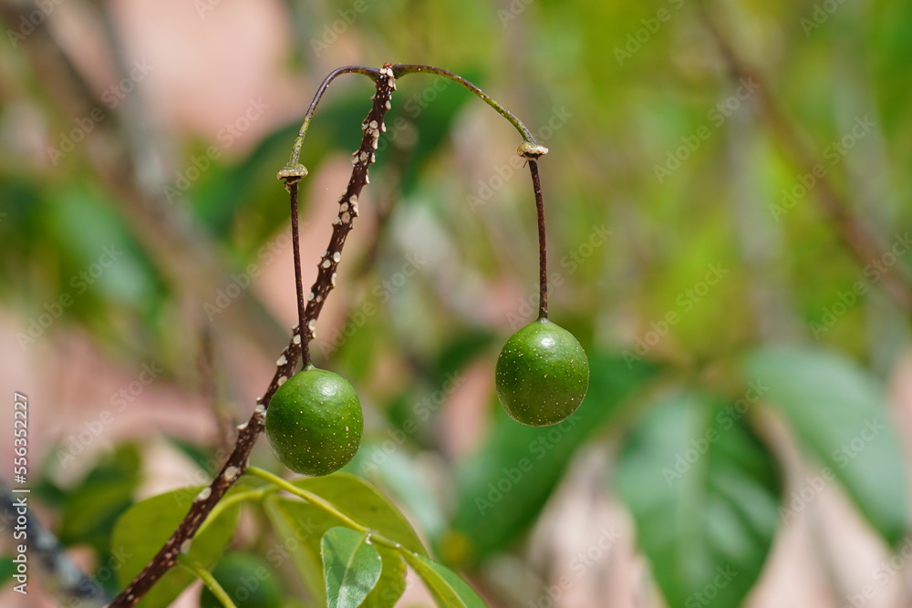 Green fruits of Crataeva tapia L. (family Capparidaceae) medicinal ...