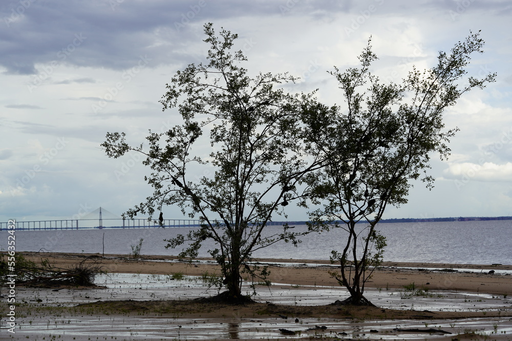 Camu Camu bushes on which phylum Porifera sponges are settled. Metania ...