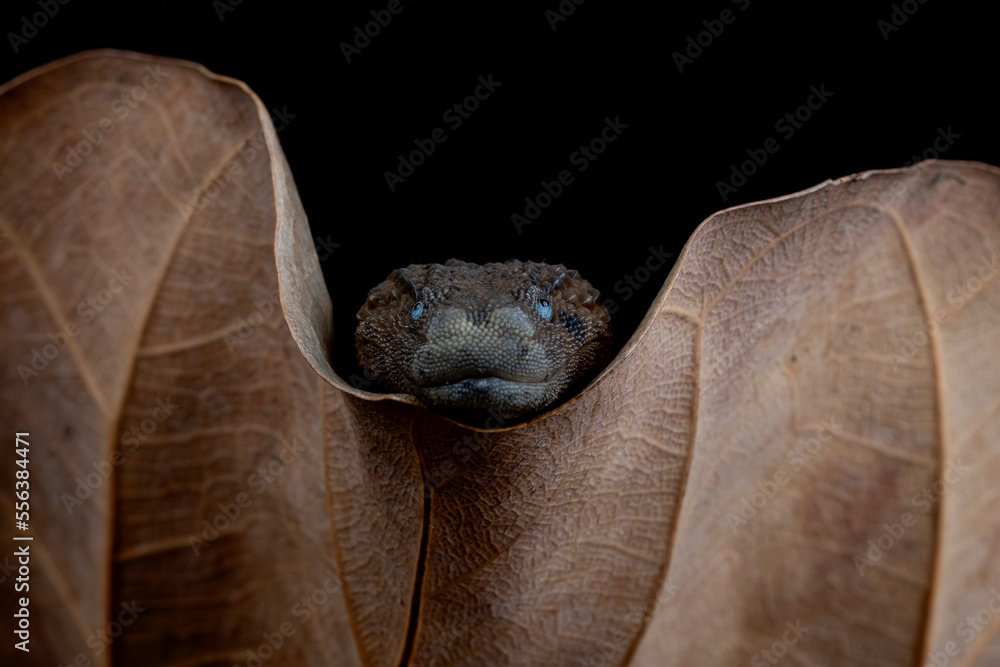 Earless Monitor Lizard (Lanthanotus borneensis) is a species of lizard ...