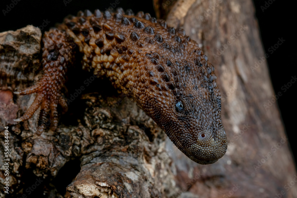 Earless Monitor Lizard (Lanthanotus borneensis) is a species of lizard ...