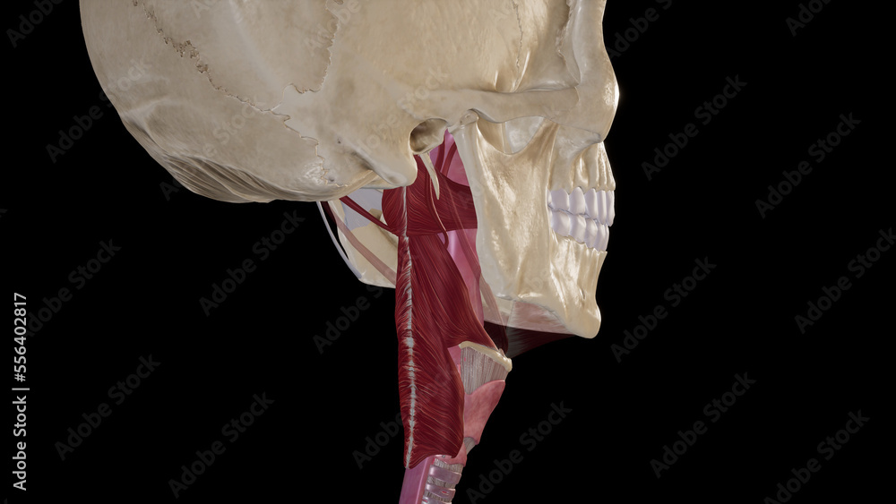 Ilustrace Anatomy of Muscles of Pharynx.3d rendering ve službě Stock ...