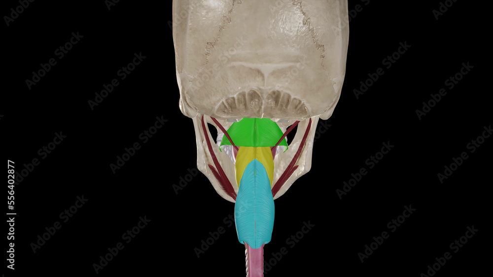 Anatomical Illustration of Pharyngeal Constrictor Muscles.3d rendering ...