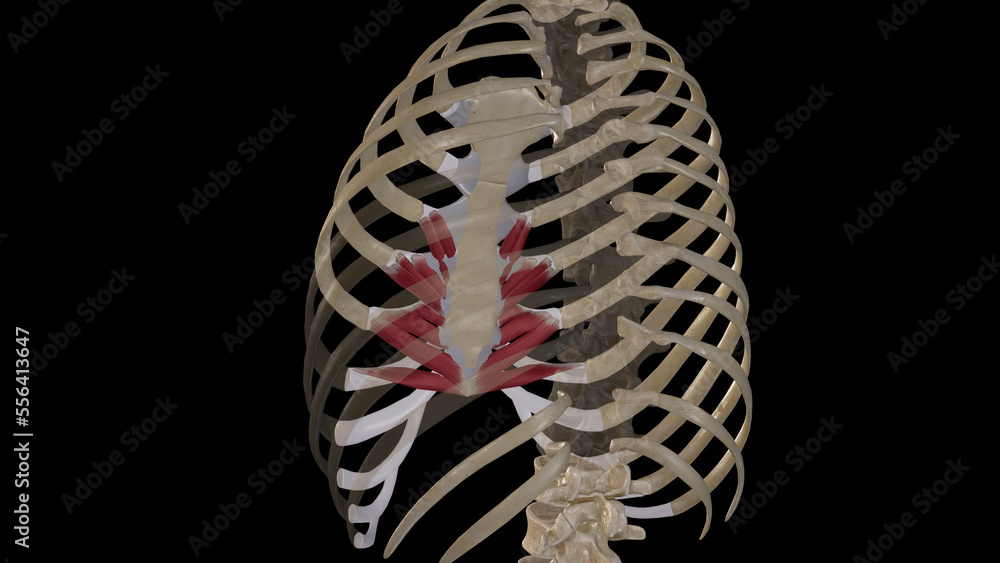 Anatomical Illustration of Transversus Thoracis.3d rendering Stock ...