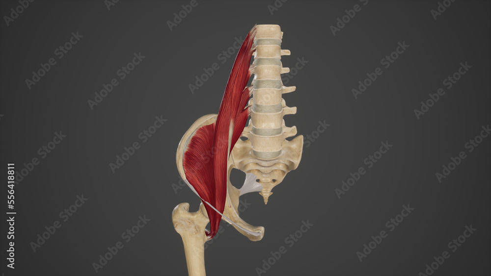 Muscles of Right Iliac Region.3d rendering Stock Illustration | Adobe Stock
