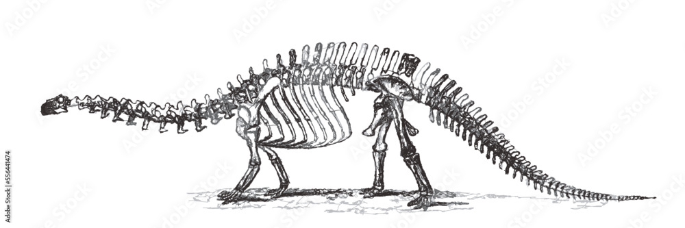 Skeleton of brontosaurus excelsus. Doodle sketch. Vintage vector ...