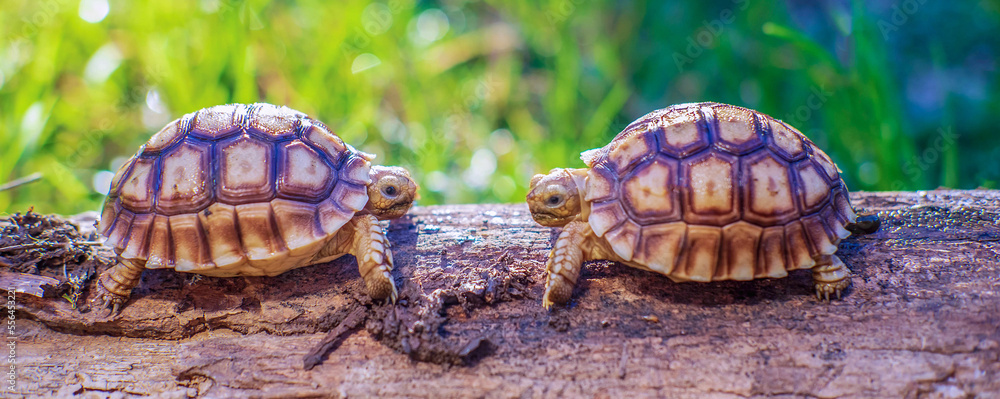 Close up of two Sulcata tortoise or African spurred tortoise classified ...
