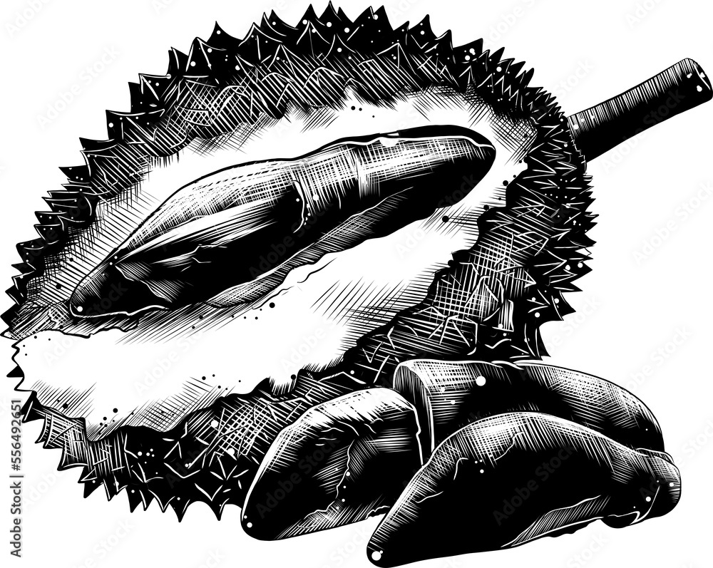 PNG engraved style illustration for posters, decoration and print. Hand ...