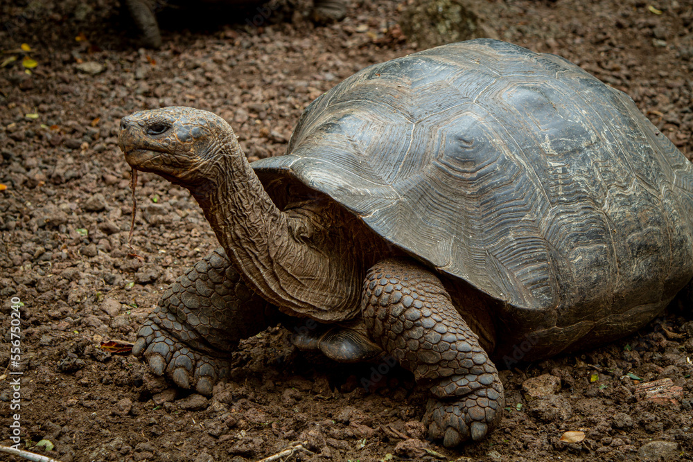 Tortuga Gigante de Galápagos Stock Photo | Adobe Stock