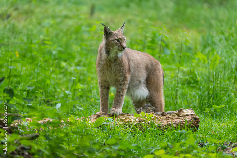European Lynx (Lynx lynx) stands up on a log and is watchful; Europe ...