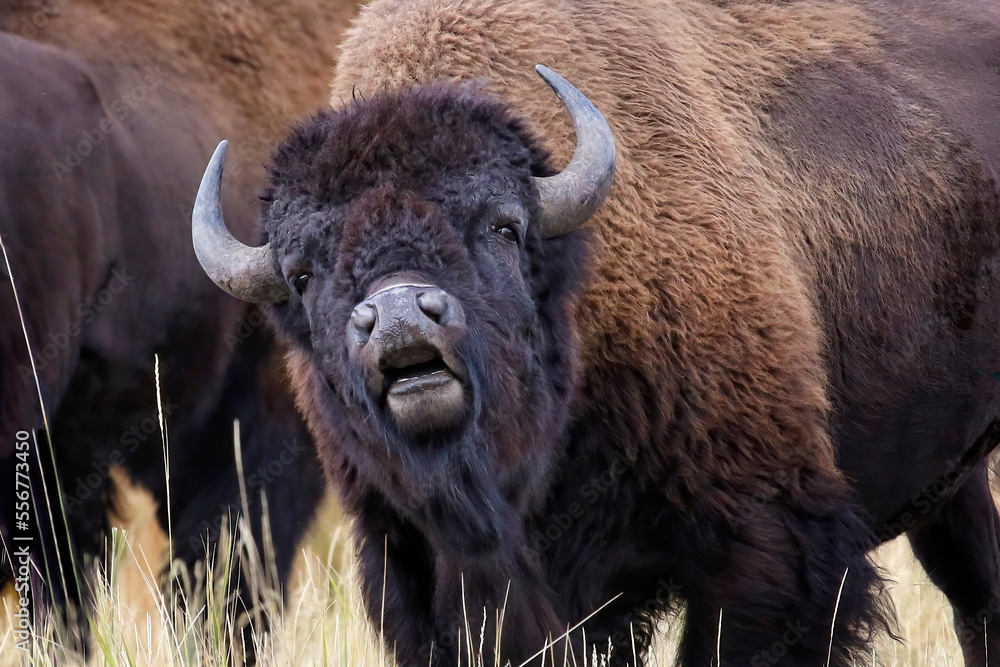 Bison (Bison bison) portrait, Grand Teton National Park; Wyoming ...