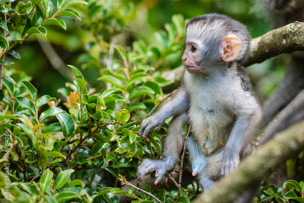 Baby Vervet monkey (Chlorocebus pygerythrus) at the Monkeyland Primate ...