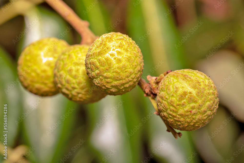 Longan (Dimocarpus longan) is a small, round, sweet, and watery fruit ...