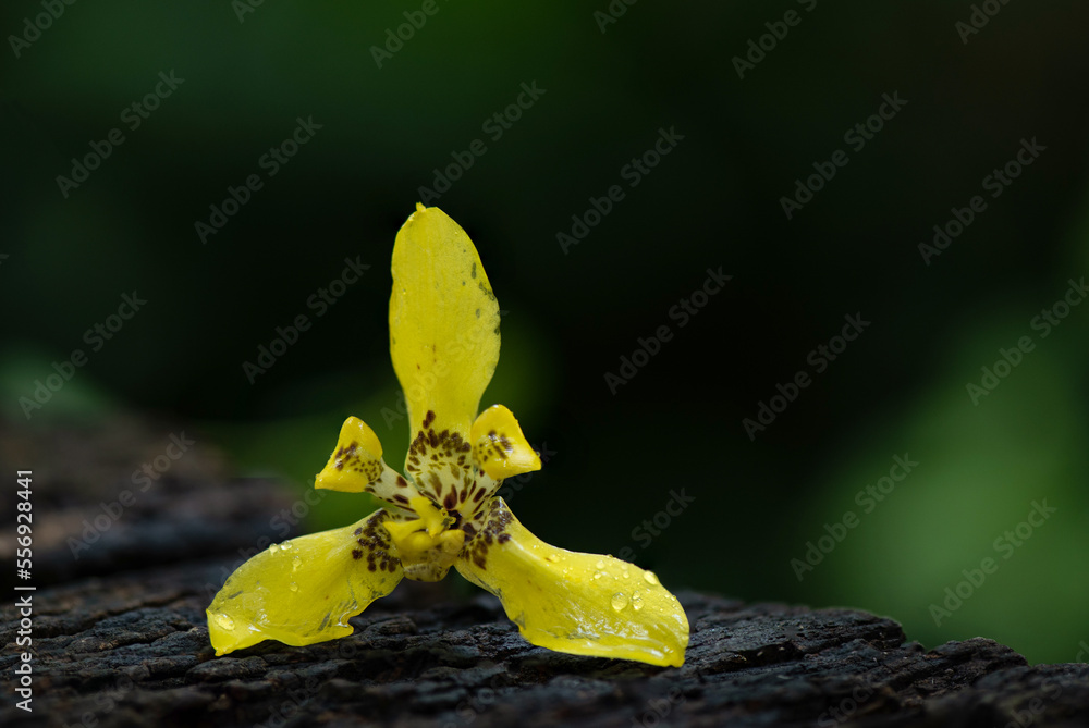 Fan Iris or Neomarica longifolia flower on nature background. Stock ...