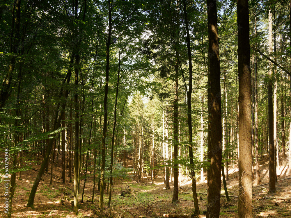 Foto Wald Landschaft in Hessen. Burgwaldliege Stirnhelle-Rundweg in ...