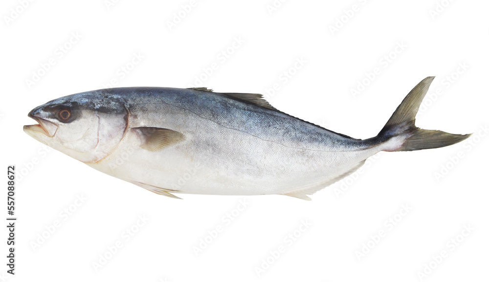 Raw yellowtail amberjack fish isolated on white background. Stock Photo ...