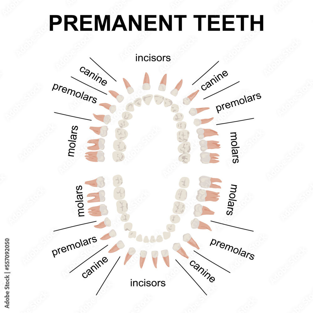 Visual aid Types of Premanent teeth anatomy and dentistry.Structure of ...