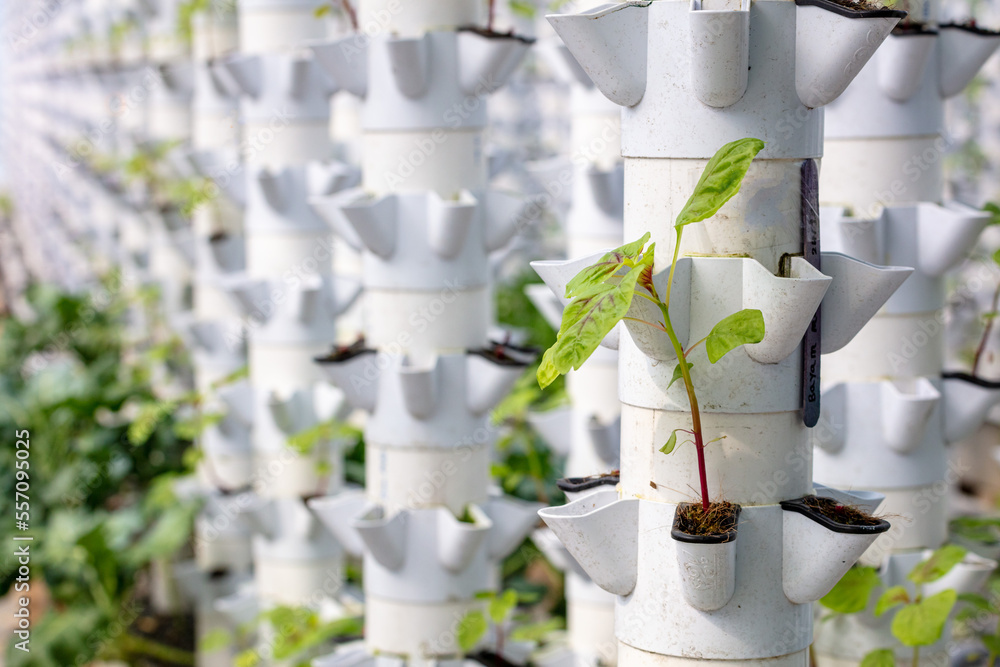 Sustainable Agriculture. Aquaponics based production method farm ...