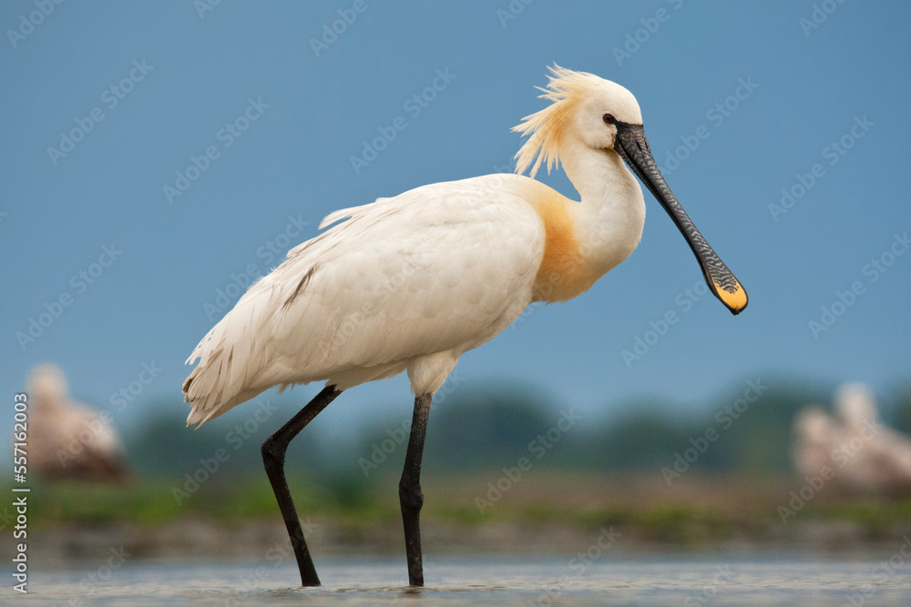 Lepelaar, Eurasian Spoonbill, Platalea leucorodia Stock Photo | Adobe Stock