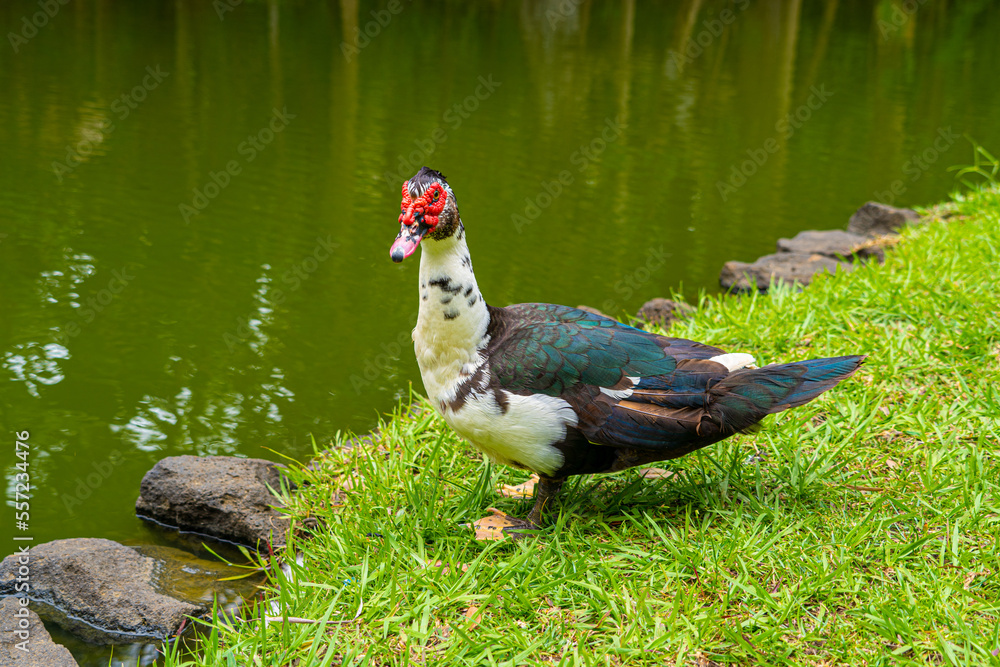 Foto Mauritian muscovy duck native bird showing red markings and black ...