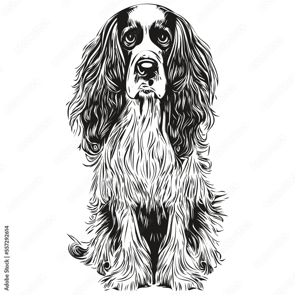 Spaniel English Springer dog hand drawn illustration, black and white ...