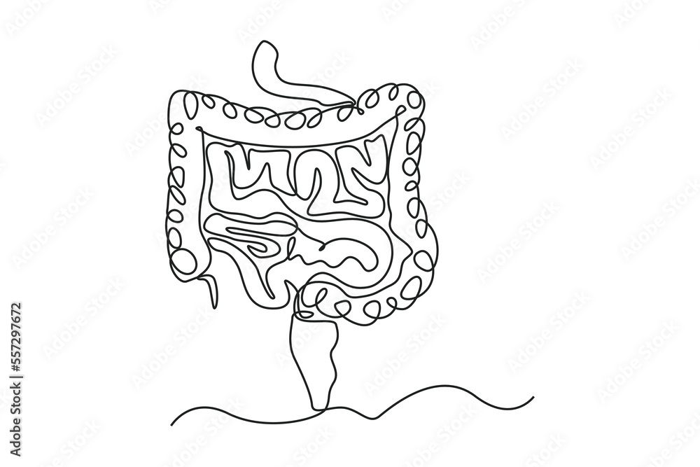 Single one line drawing intestines anatomy. Human organ concept ...