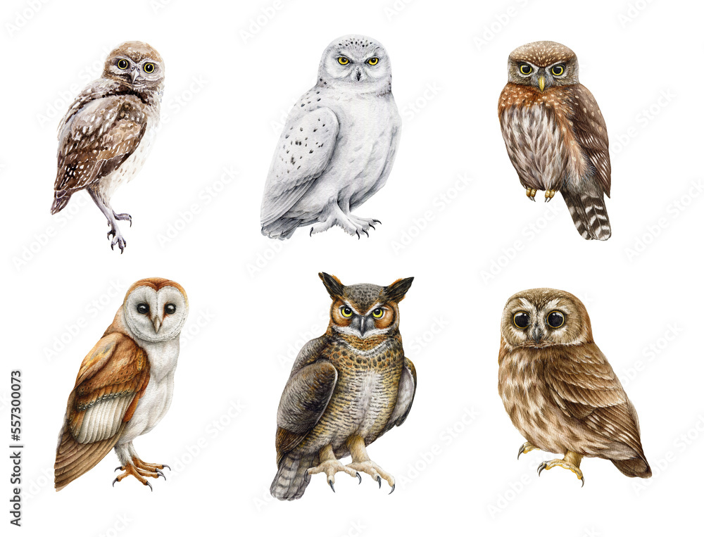 Owl watercolor illustration set. Various types of owls collection. Hand ...