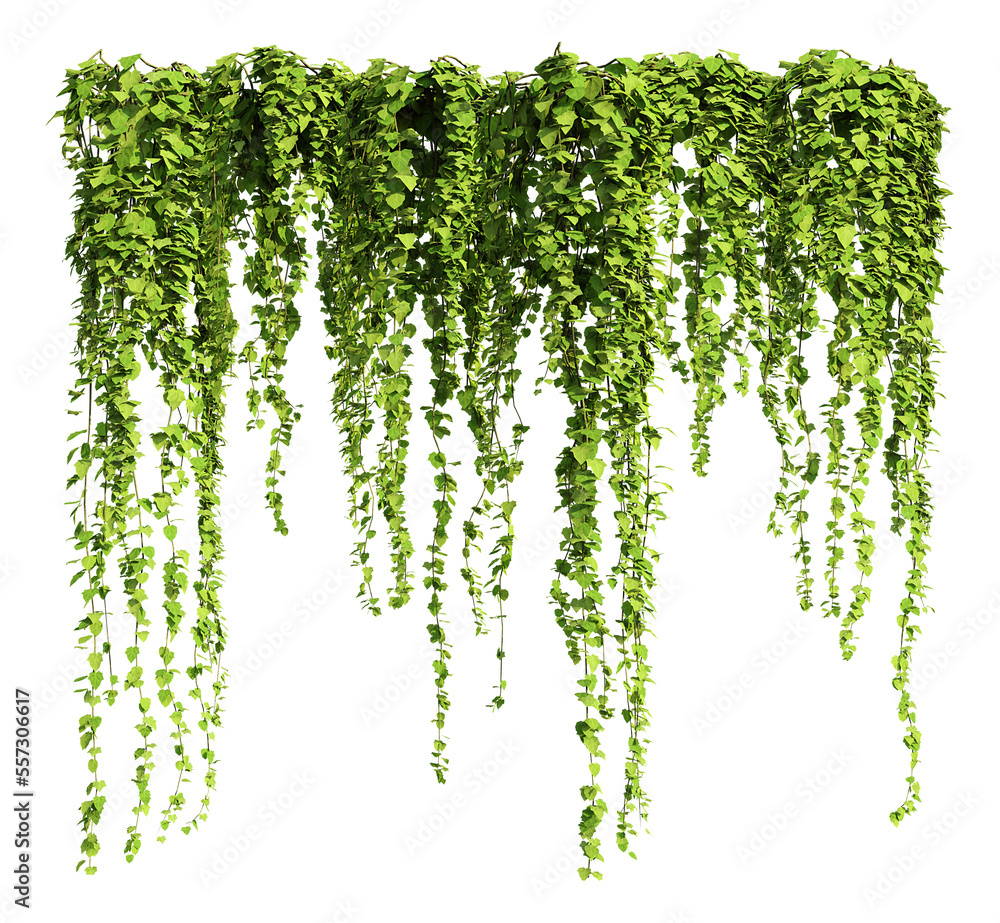 creeper plants on transparent background, 3D rendering, for ...