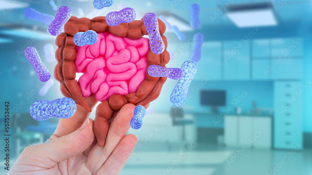 Intestinal tract with probiotics. Model of digestive system. Intestinal ...