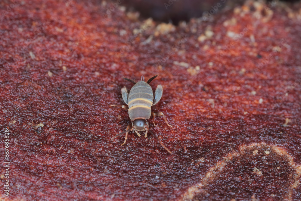 Ant loving cricket, Ant cricket, Myrmecophilous cricket, Ant's nest ...