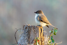 Phoebe Bird Free Stock Photo - Public Domain Pictures