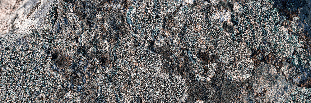 Natural texture of a stone covered with lichen. Lichenes patterns on a ...