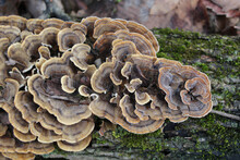Green Turkey Tail Fungus On Log Free Stock Photo - Public Domain Pictures