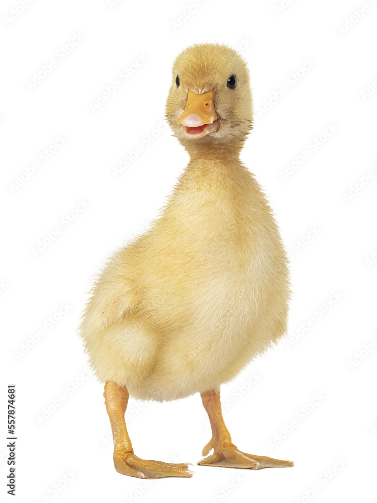 Three day old cute Peking Duck chick, standing side ways. Head turned ...